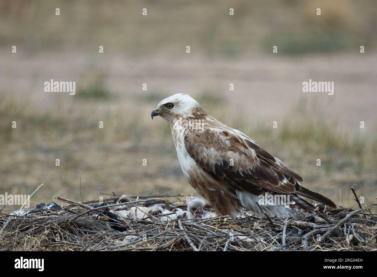 Pale morph adult Upland Buzzard (Buteo hemilasius), side view of bird ...
