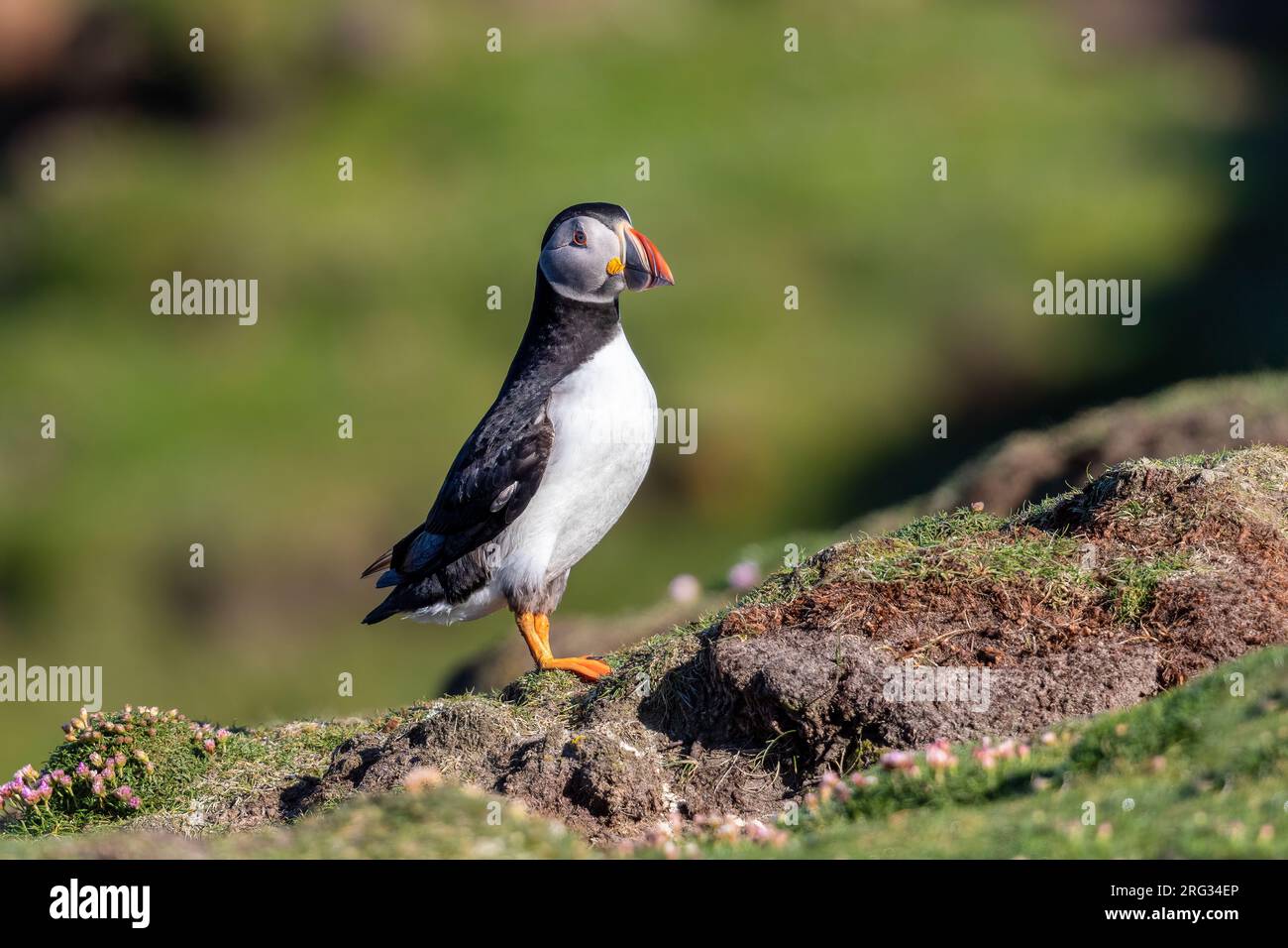 Brood burrow hi-res stock photography and images - Alamy