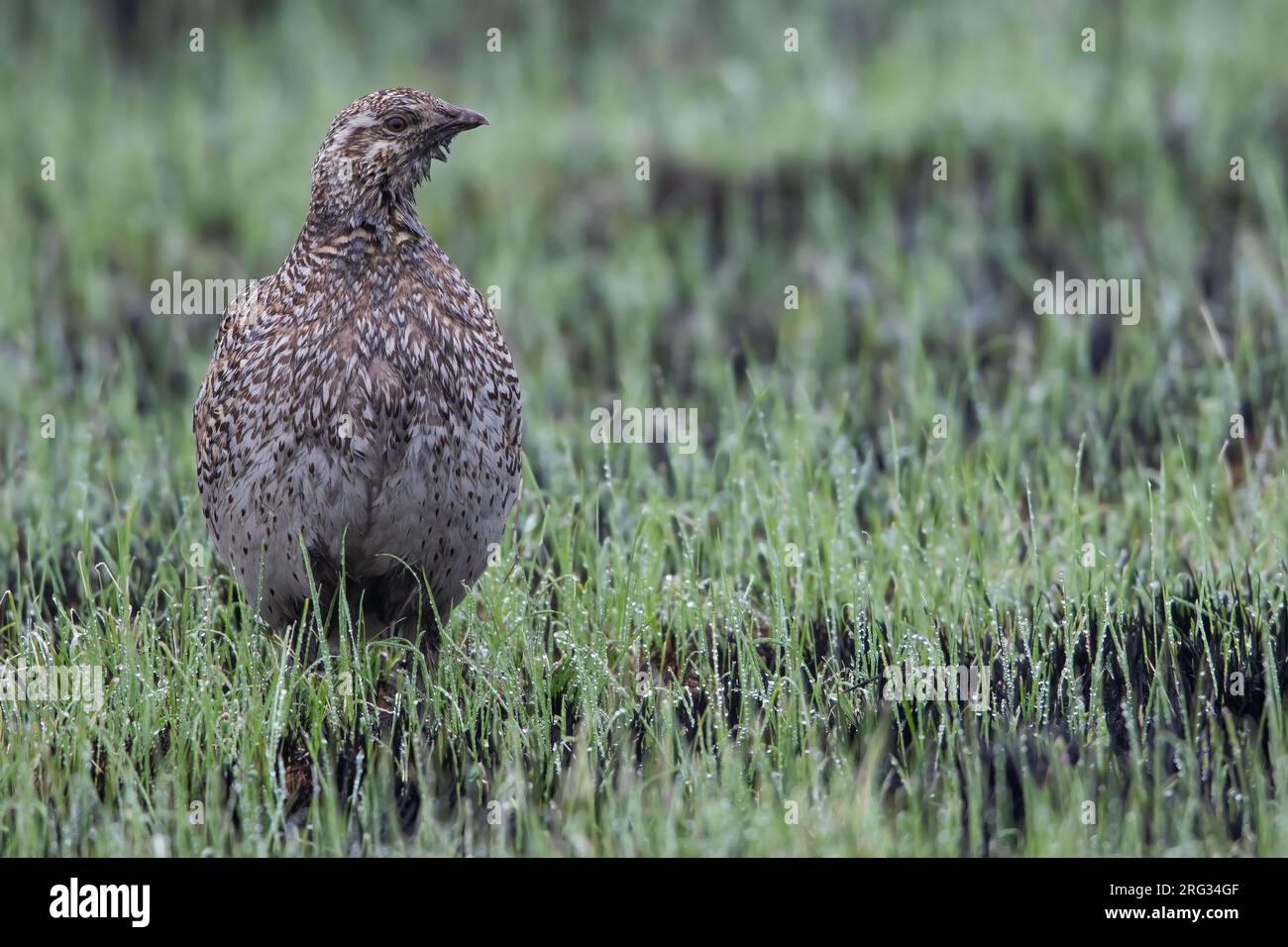 Sharp tailed grouse female hi-res stock photography and images - Alamy