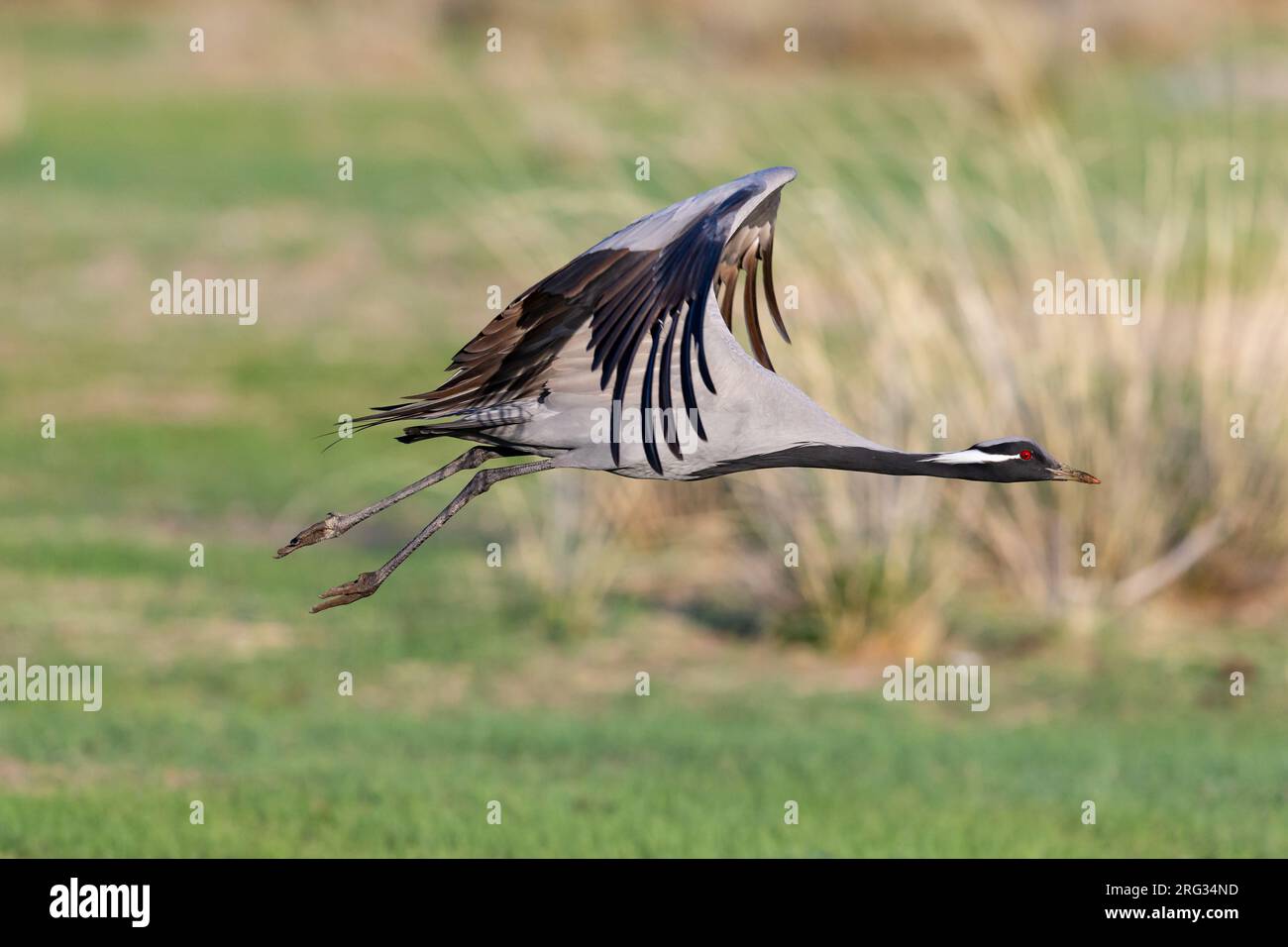 Choibalsan hi-res stock photography and images - Alamy