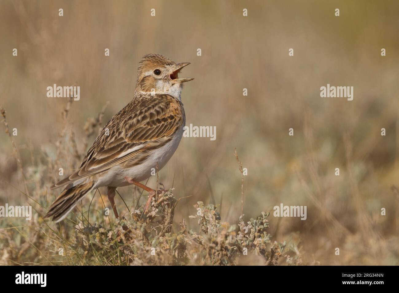 White-winged Lark - Weißflügellerche - Melanocorypha leucoptera ...