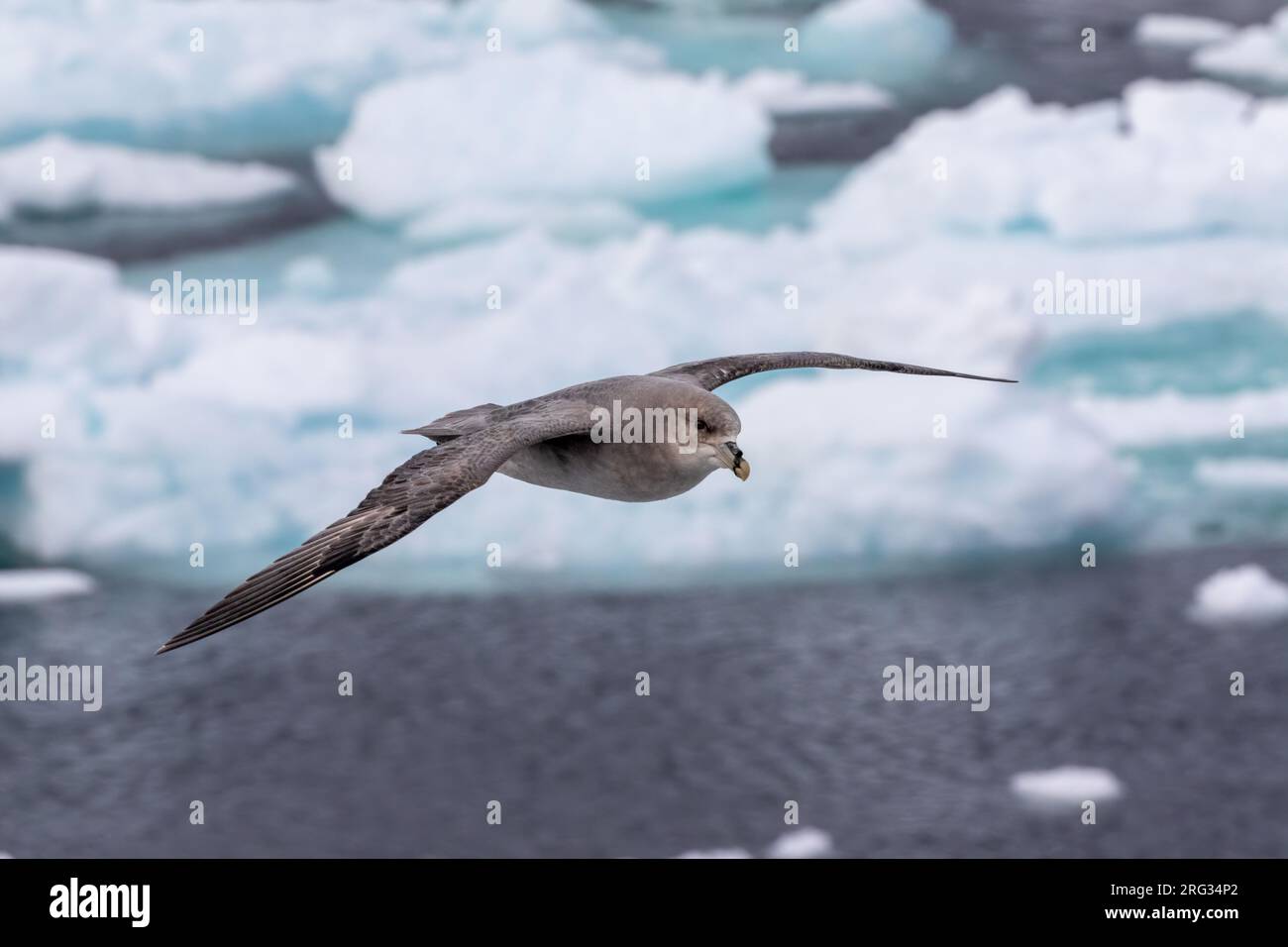 A Blue Fulmar above Greenland's pack ice Stock Photo - Alamy