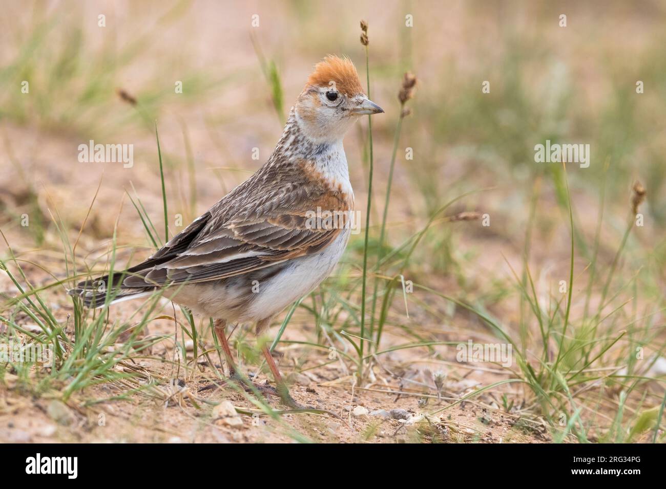 Witvleugelleeuwerik, White-winged Lark, Alauda leucoptera Stock Photo ...