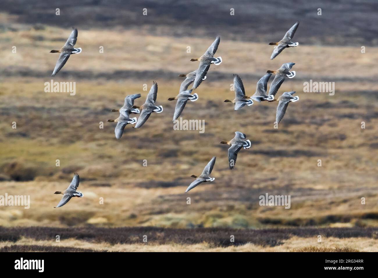 Flock of Pink-footed Geese (Anser brachyrhynchus) during the breeding ...