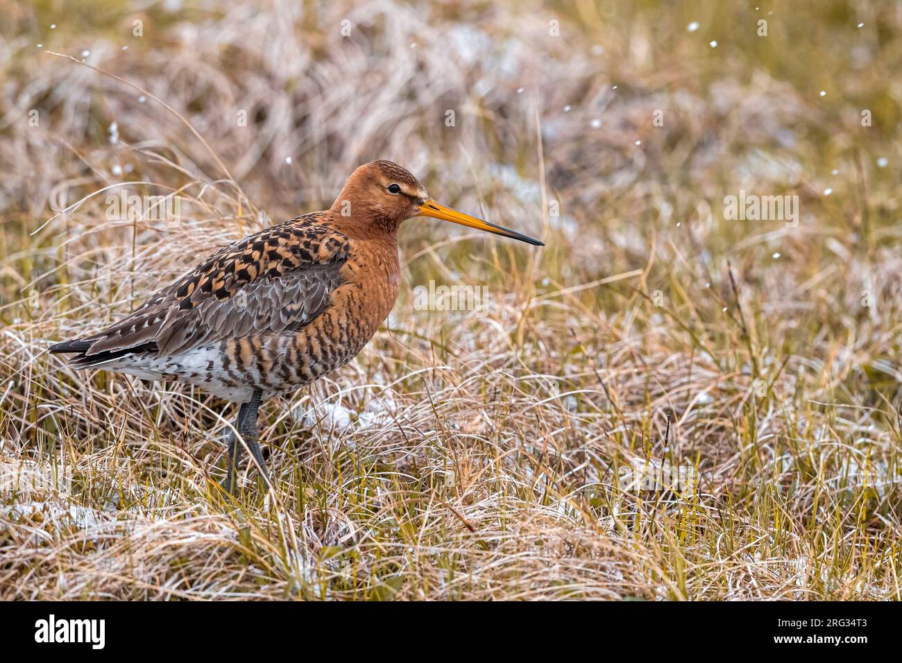 Adult Icelandic Black-tailed Godwit (Limosa limosa islandica) in breeding habitat on the tundra ...