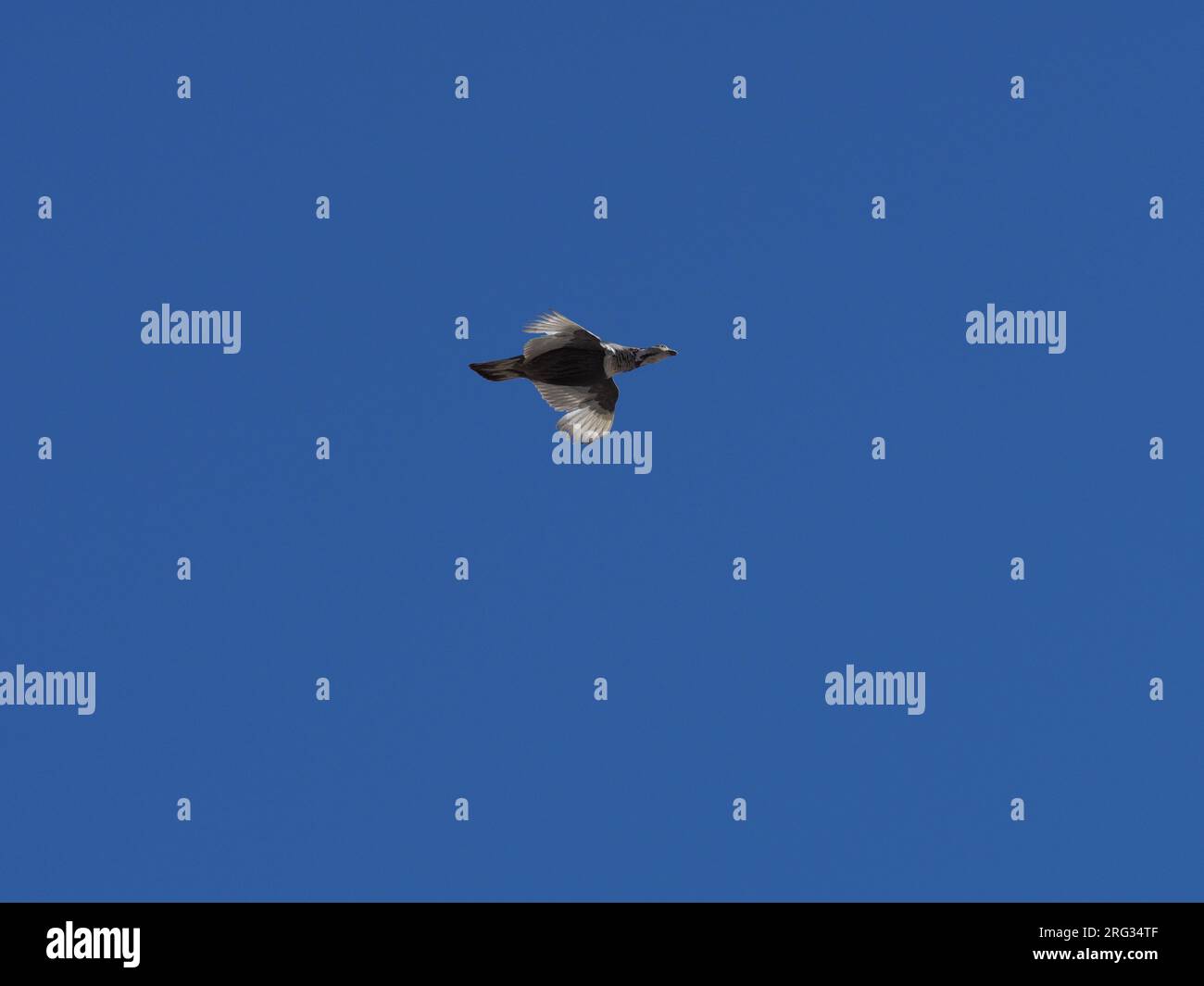 Himalayan snowcock (Tetraogallus himalayensis) male in flight ...