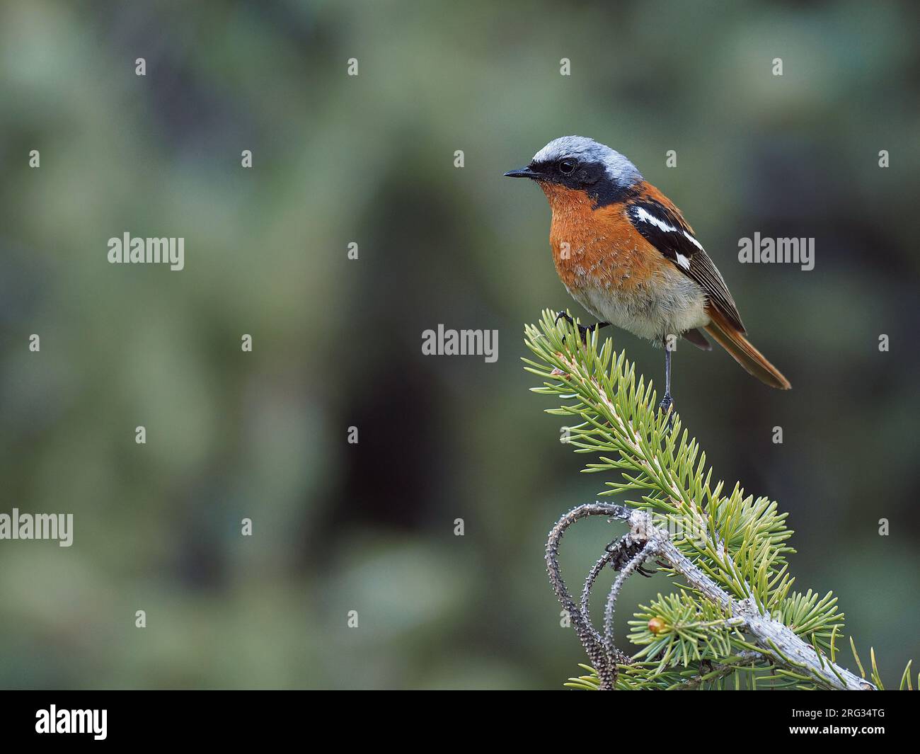 Eversmanns redstart hi-res stock photography and images - Alamy