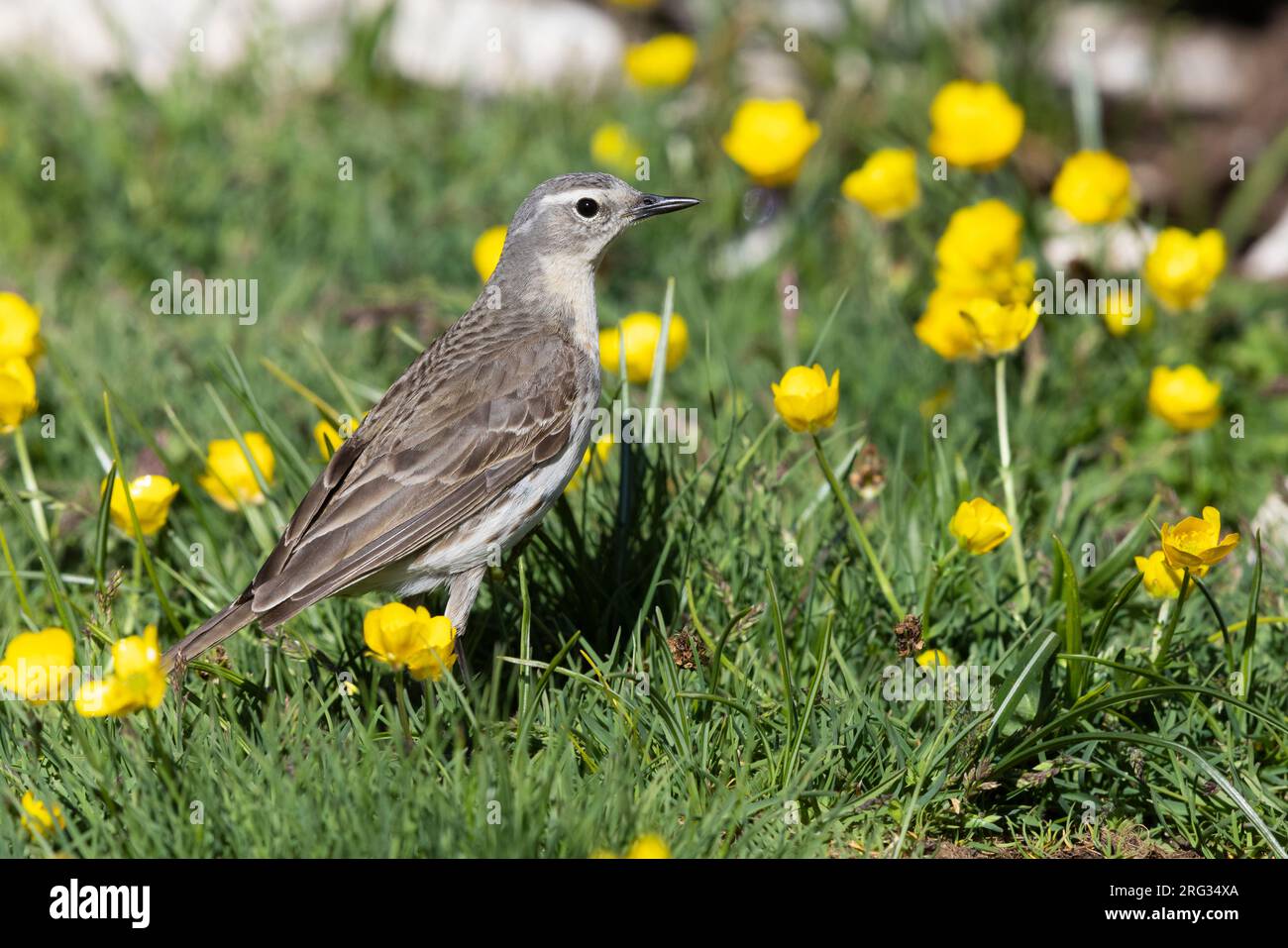 Water Pipit (Anthus spinoletta), side view of an adult standing on the ...