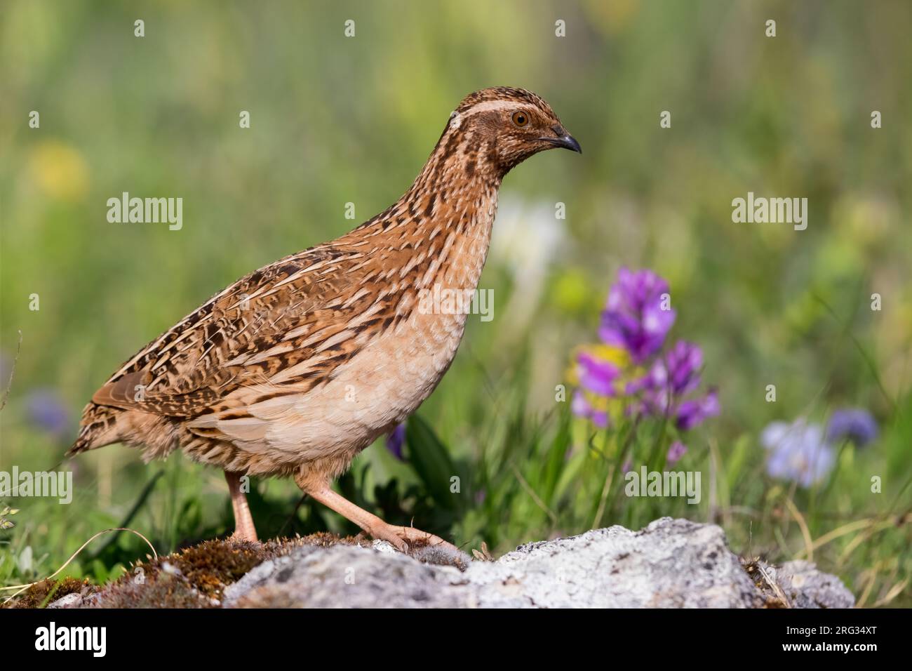 Quail on a rock hi-res stock photography and images - Alamy
