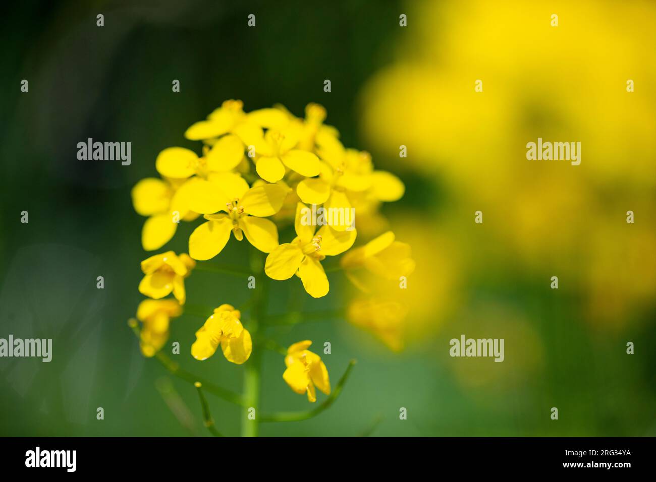 Brassica rapa spring hi-res stock photography and images - Alamy