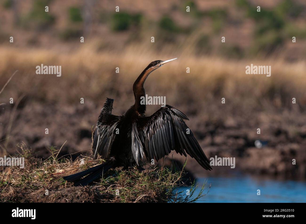 An African darter, Anhinga rufa, sunning its wings. Chobe River, Chobe ...