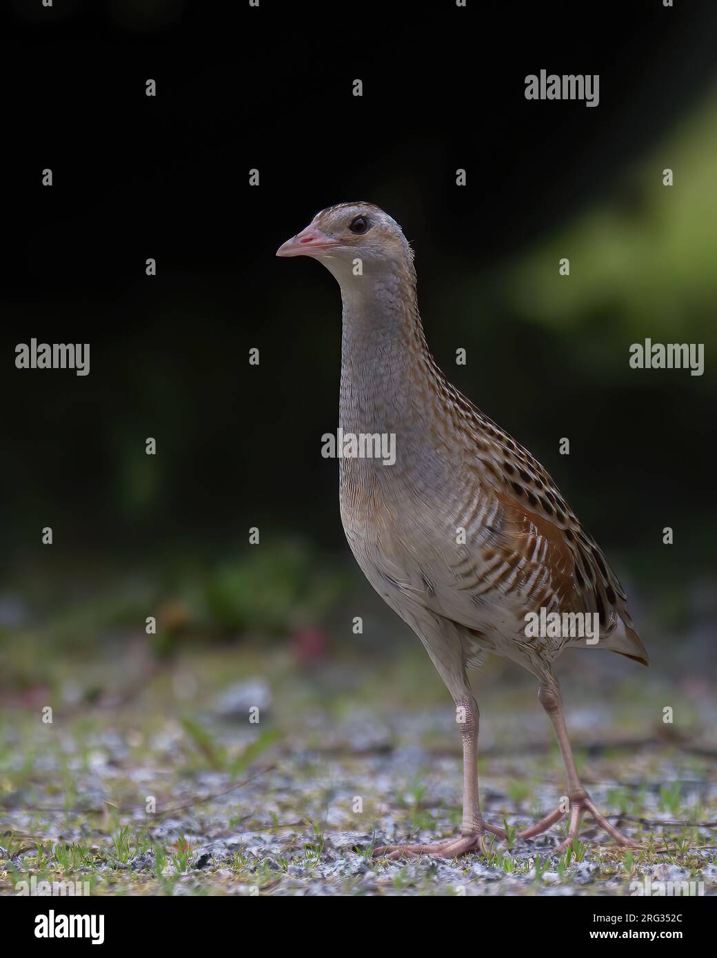 Standing on gravel hi-res stock photography and images - Alamy
