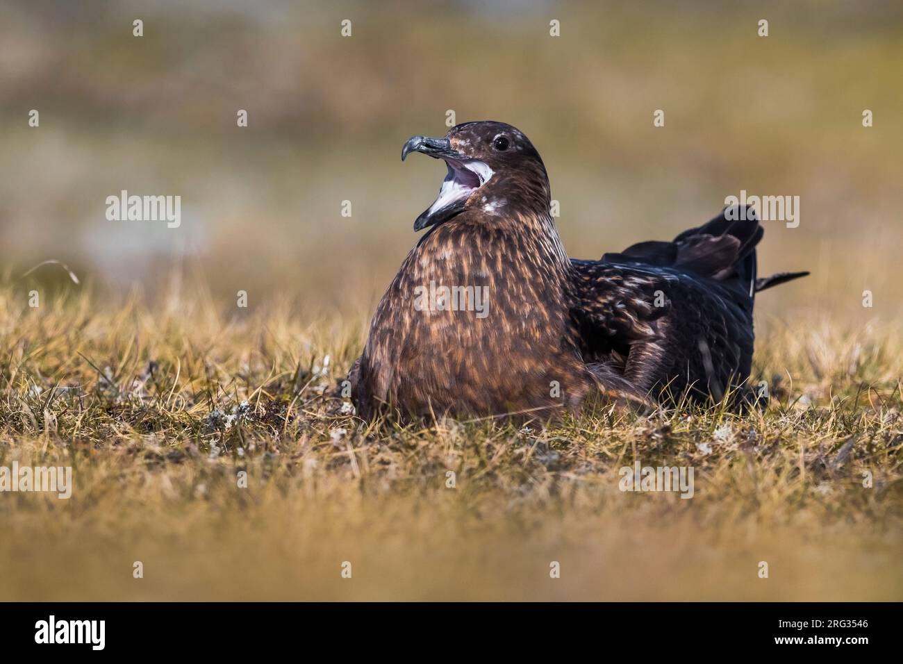 Great Skua (Catharacta skua) in breeding habitat on the arctic tundra ...