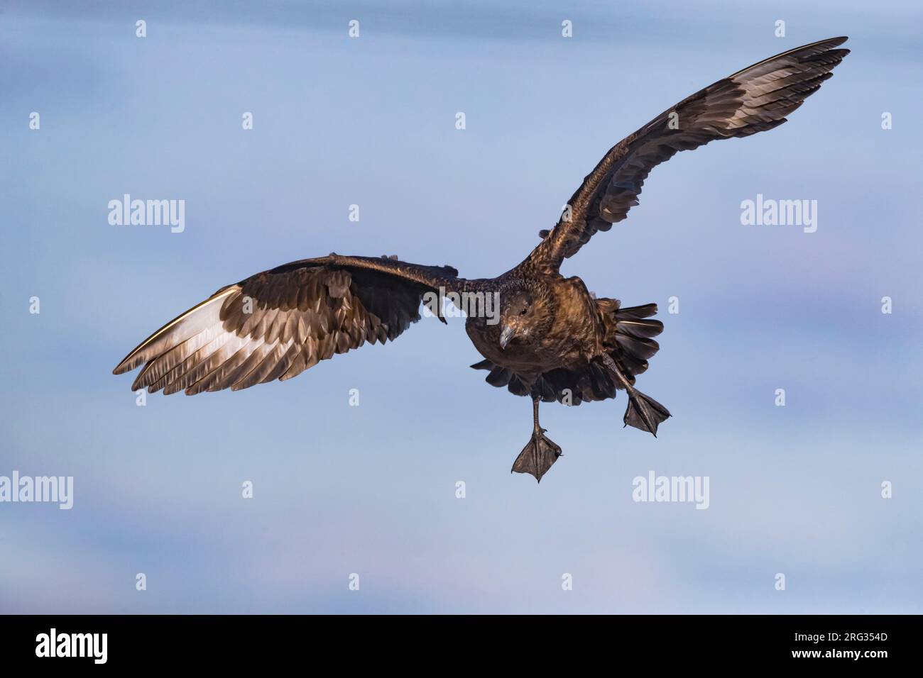 Great Skua (Catharacta skua) in breeding habitat on the arctic tundra ...
