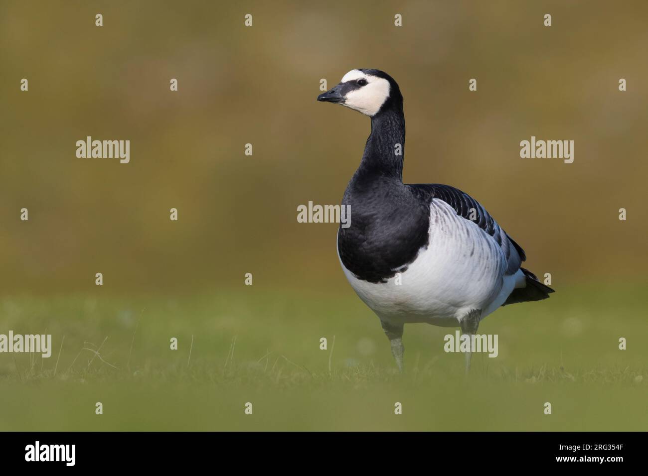 Adult Barnacle Goose (Branta leucopsis) in breeding habitat on Iceland ...