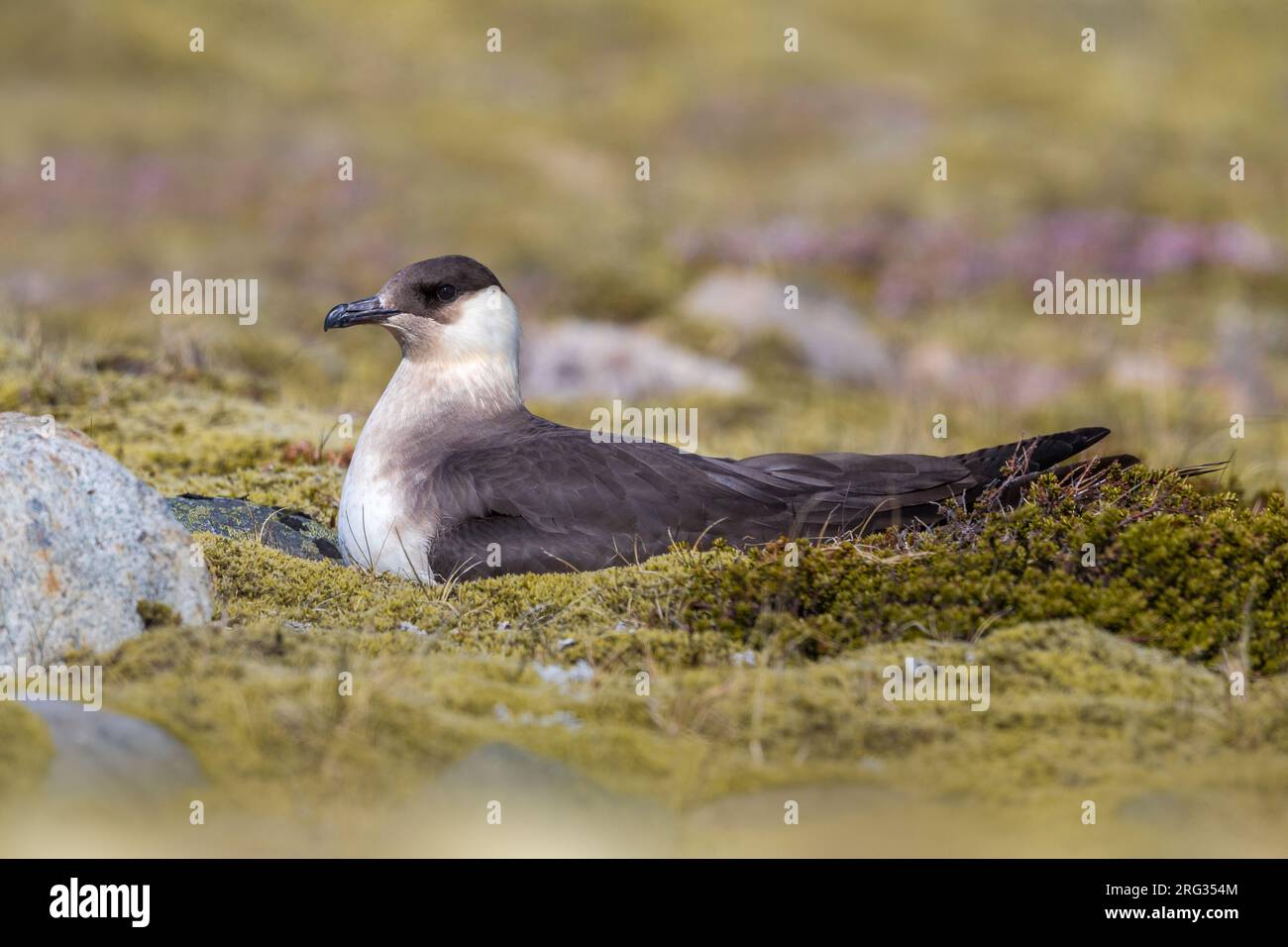 Pale morph adult Arctic Skua (Stercoraruis parasiticus) during spring ...