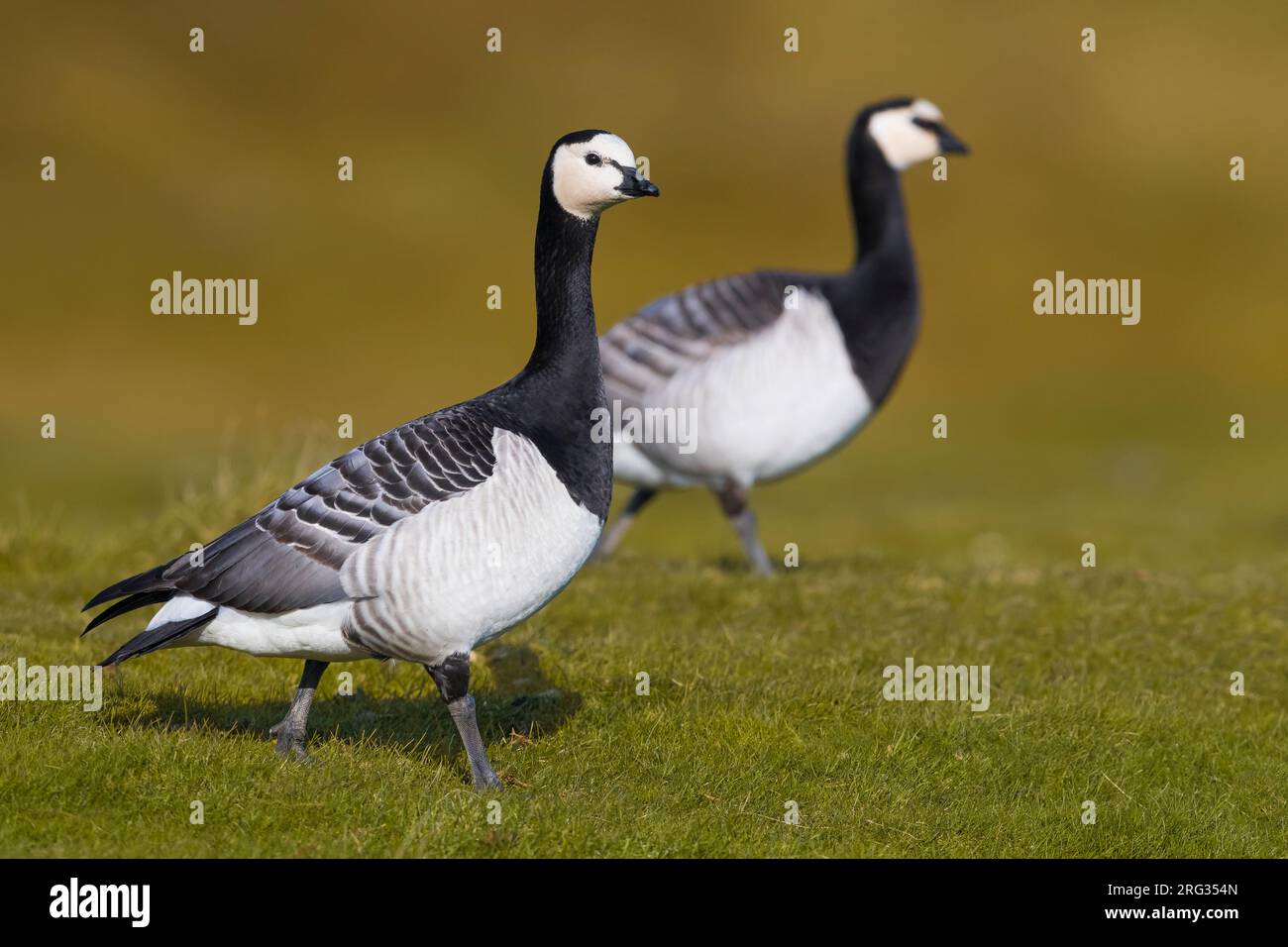 Adult Barnacle Goose (Branta leucopsis) in breeding habitat on Iceland ...