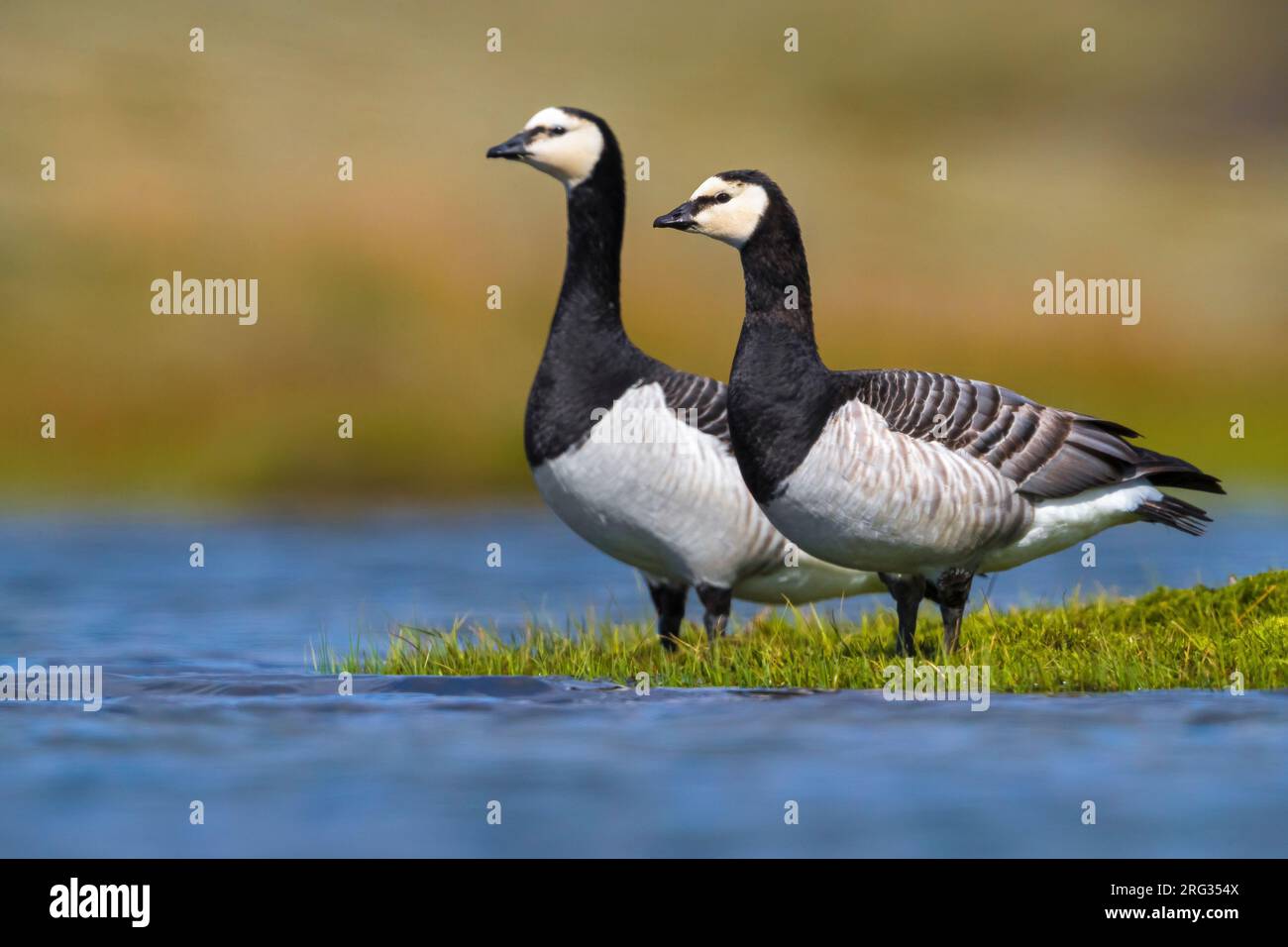 Adult Barnacle Goose (Branta leucopsis) in breeding habitat on Iceland ...
