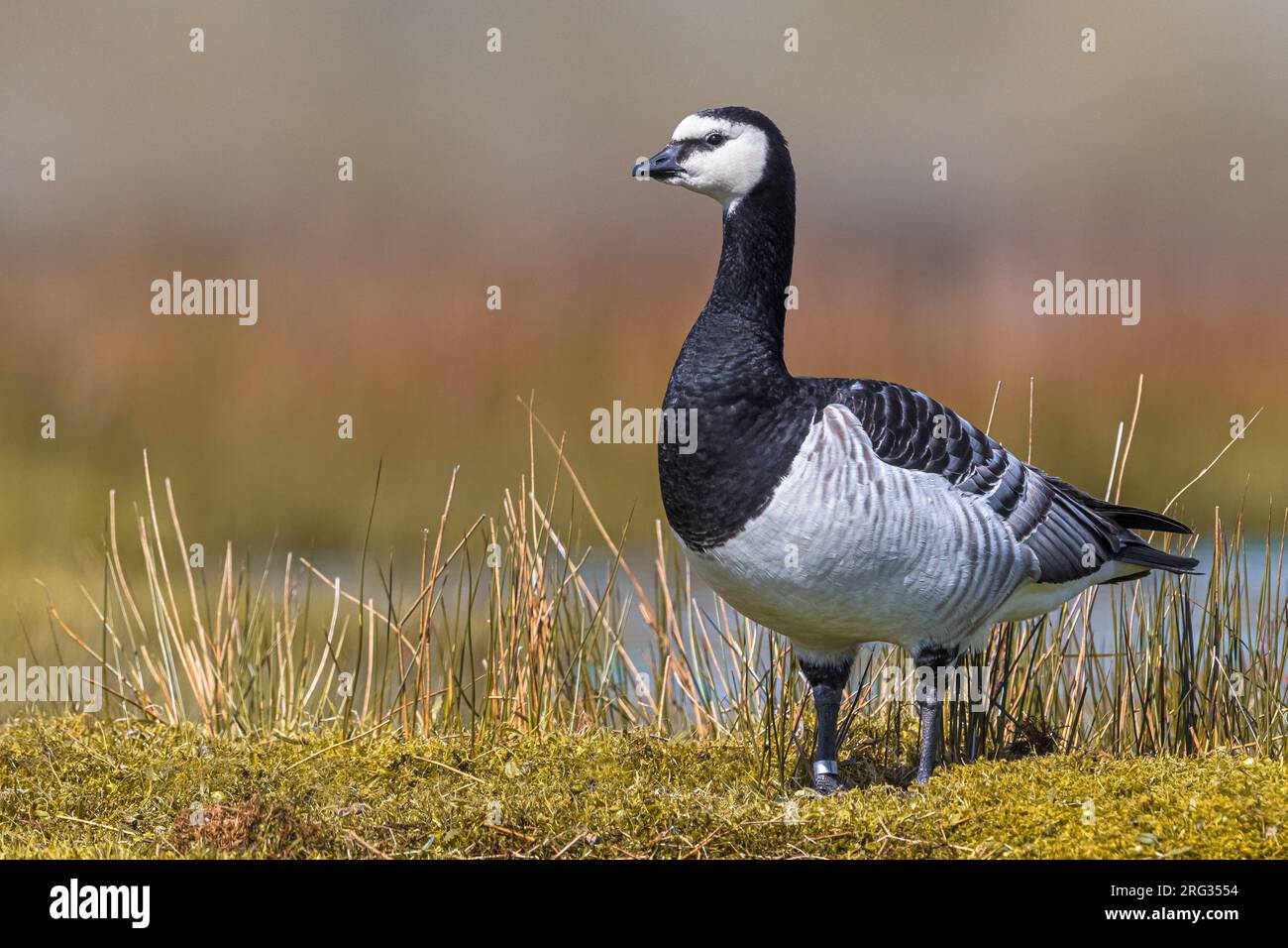 Adult Barnacle Goose (Branta leucopsis) in breeding habitat on Iceland ...