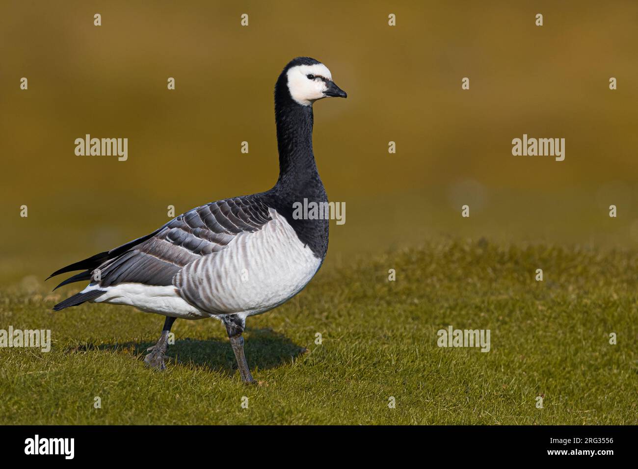 Adult Barnacle Goose (Branta leucopsis) in breeding habitat on Iceland ...