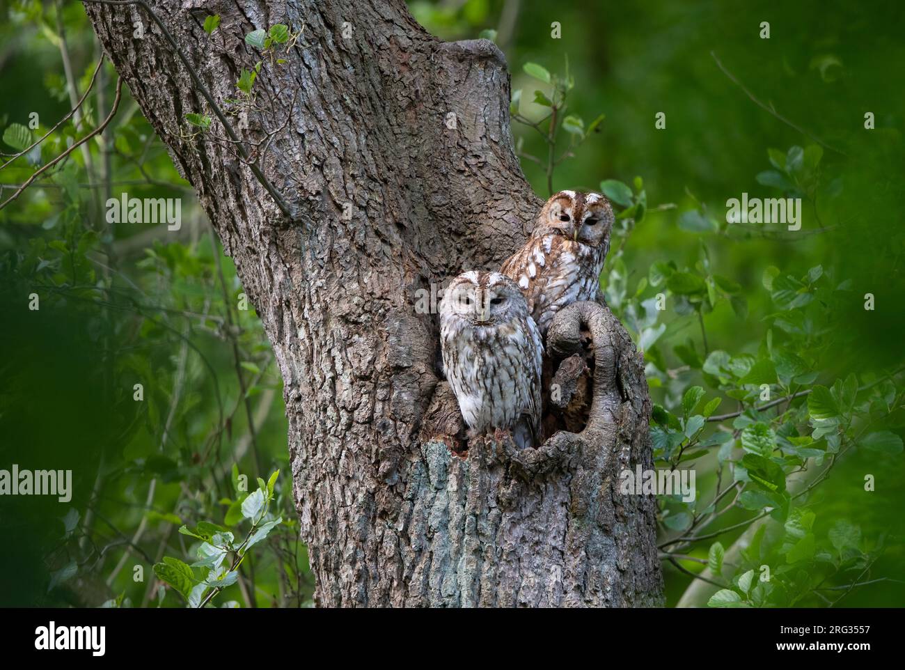 Two adult Tawny Owl (Strix aluco) perched in a hole in a tree at ...