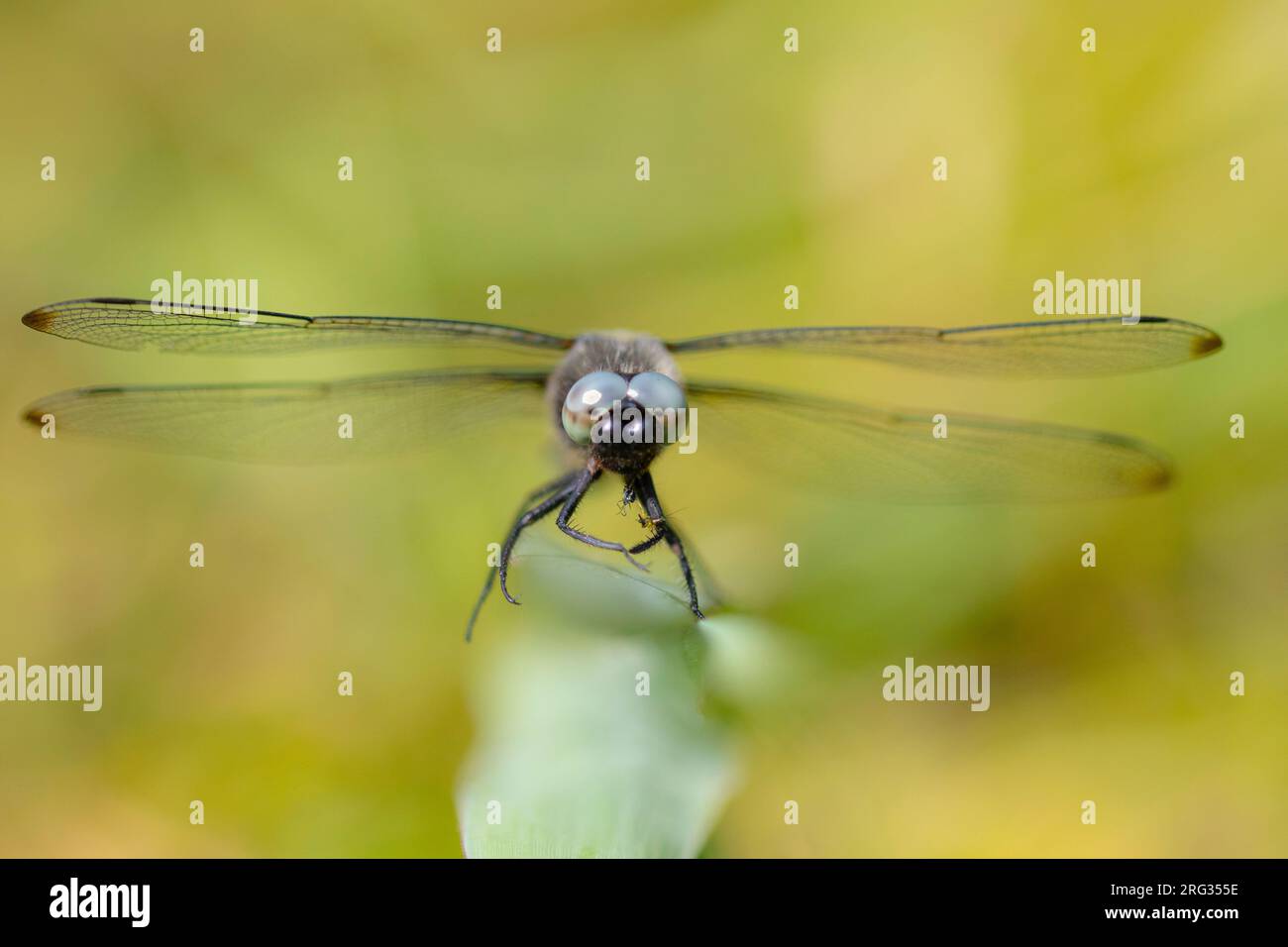 Male Blue Chaser Stock Photo - Alamy
