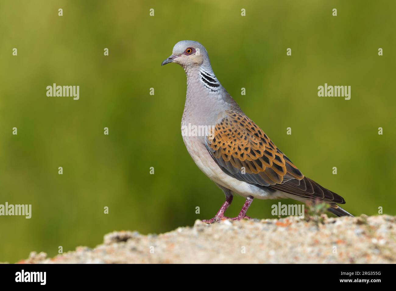 Eurasian Turtle Dove, Streptopelia turtur, in Italy Stock Photo - Alamy