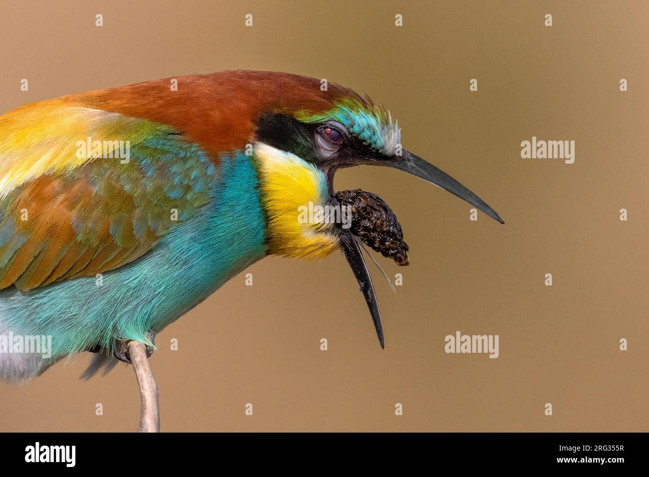 European Bee-eater, Merops apiaster, in Italy. Coughing up a pelt Stock ...