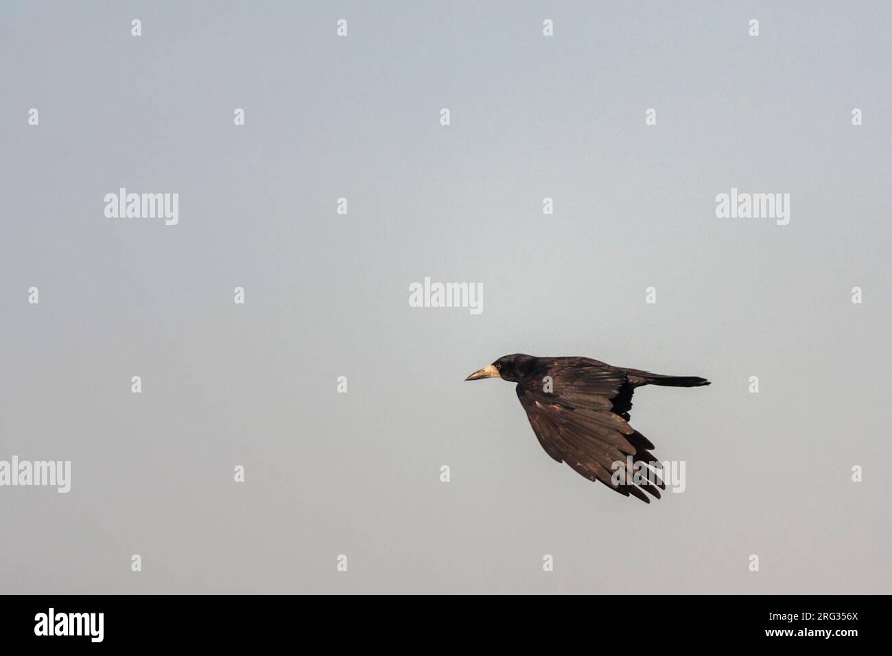 Rook flying blue sky hi-res stock photography and images - Alamy