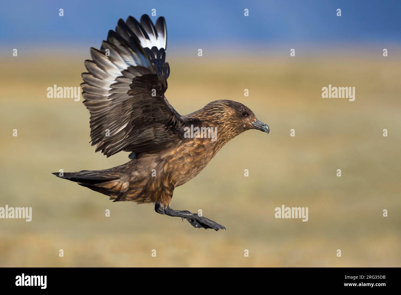 Great Skua (Catharacta skua) in breeding habitat on the arctic tundra ...