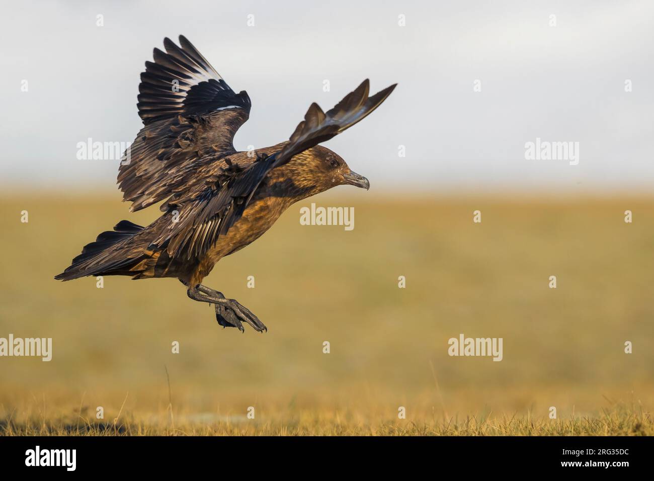 Landing adult Great Skua (Catharacta skua) in breeding habitat on the ...