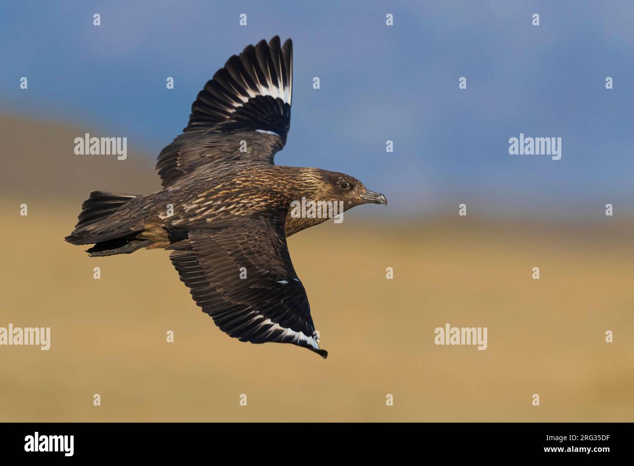 Great Skua (Catharacta skua) in breeding habitat on the arctic tundra ...