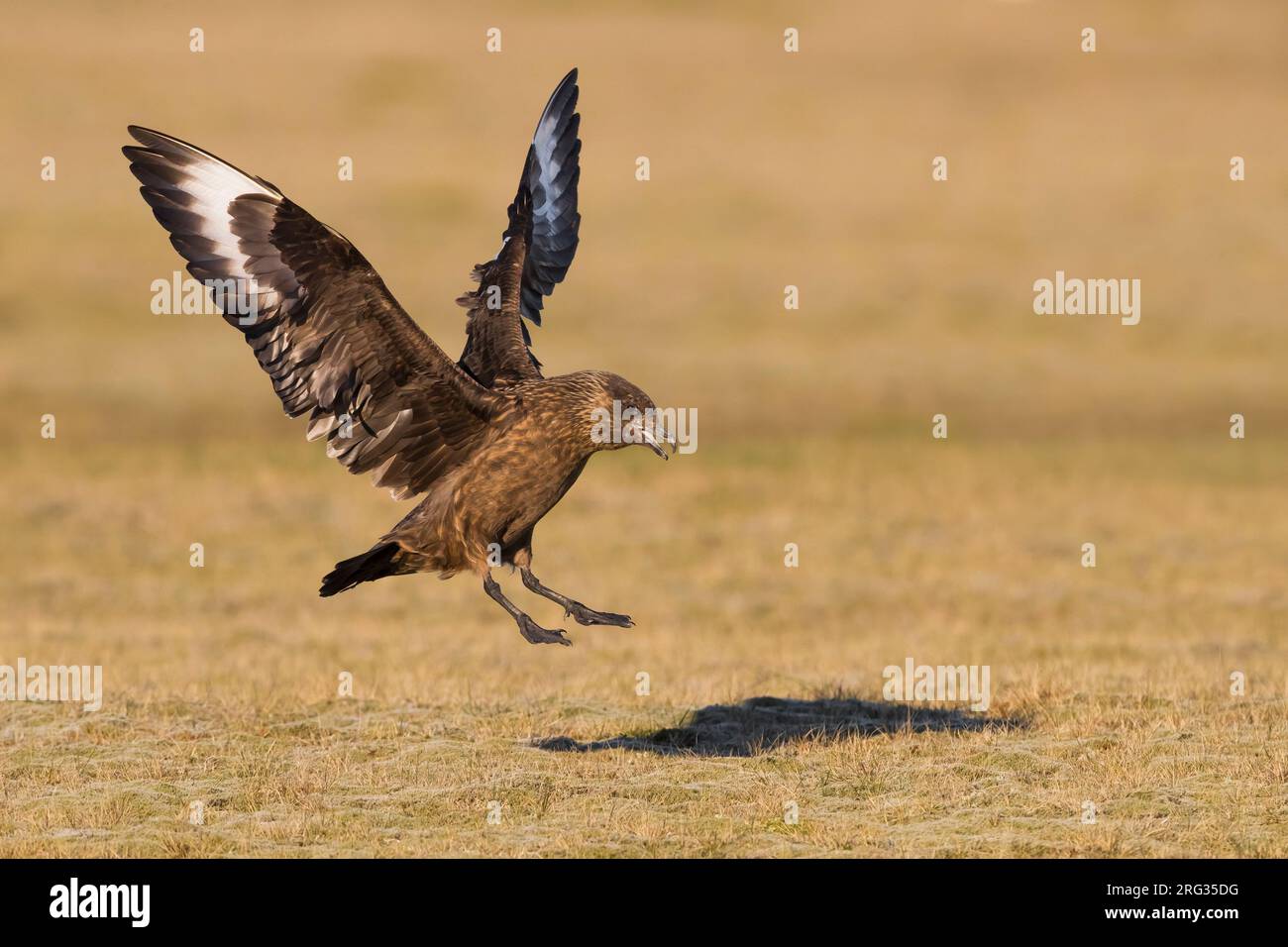Landing adult Great Skua (Catharacta skua) in breeding habitat on the ...