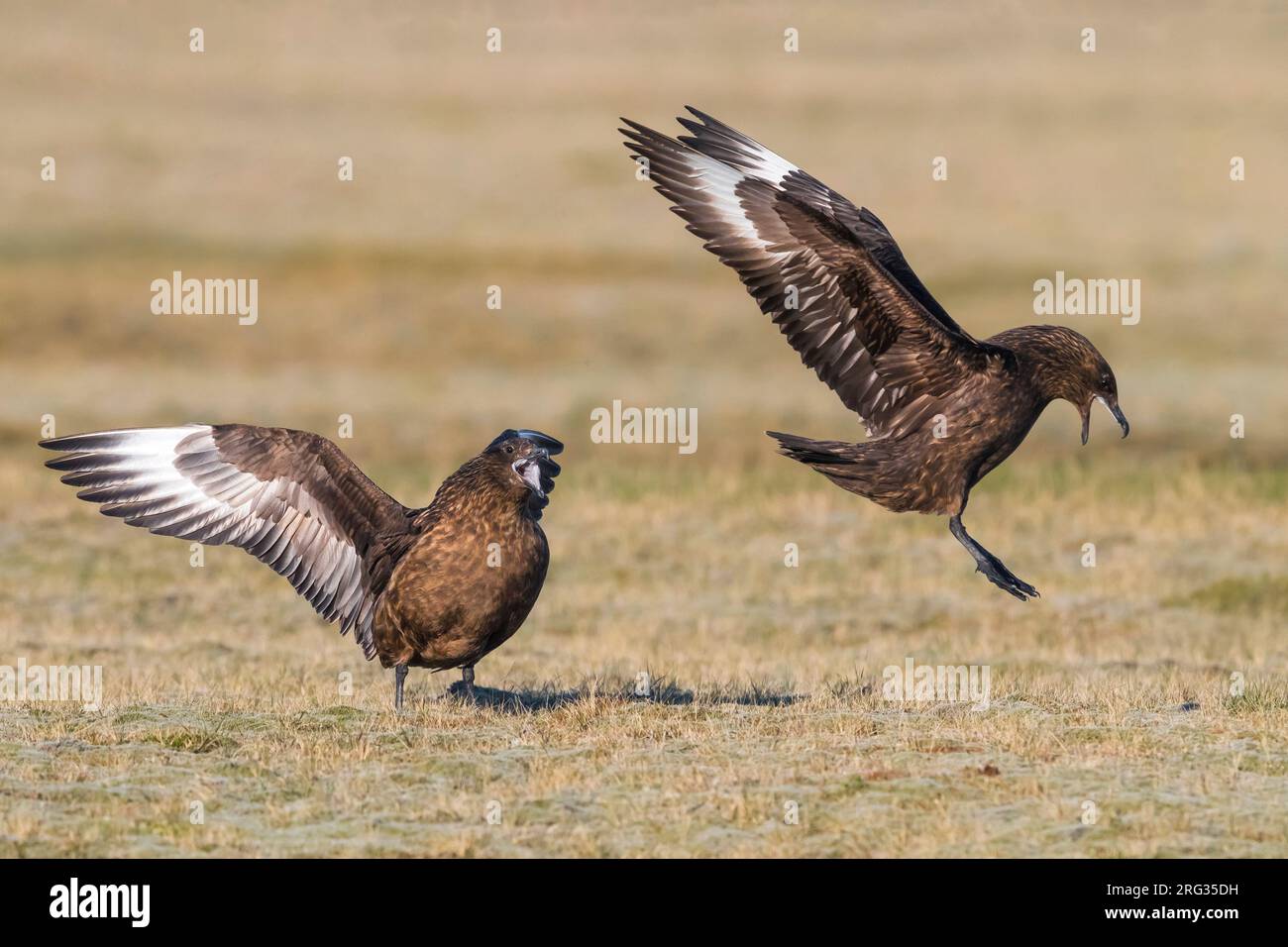 Displaying pair of Great Skuas (Catharacta skua) in breeding habitat on ...