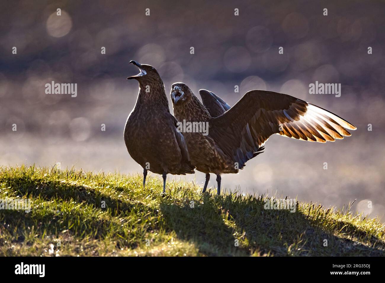 Great Skua (Catharacta skua) in breeding habitat on the arctic tundra ...