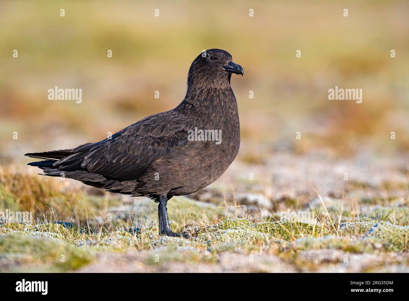 Subadult Great Skua (Catharacta skua) in breeding habitat on the arctic ...