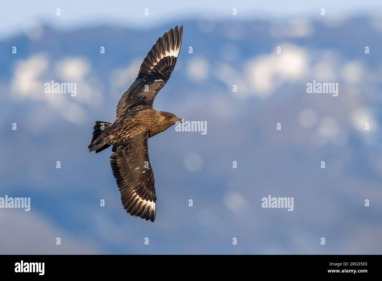 Great Skua (Catharacta skua) in breeding habitat on the arctic tundra ...