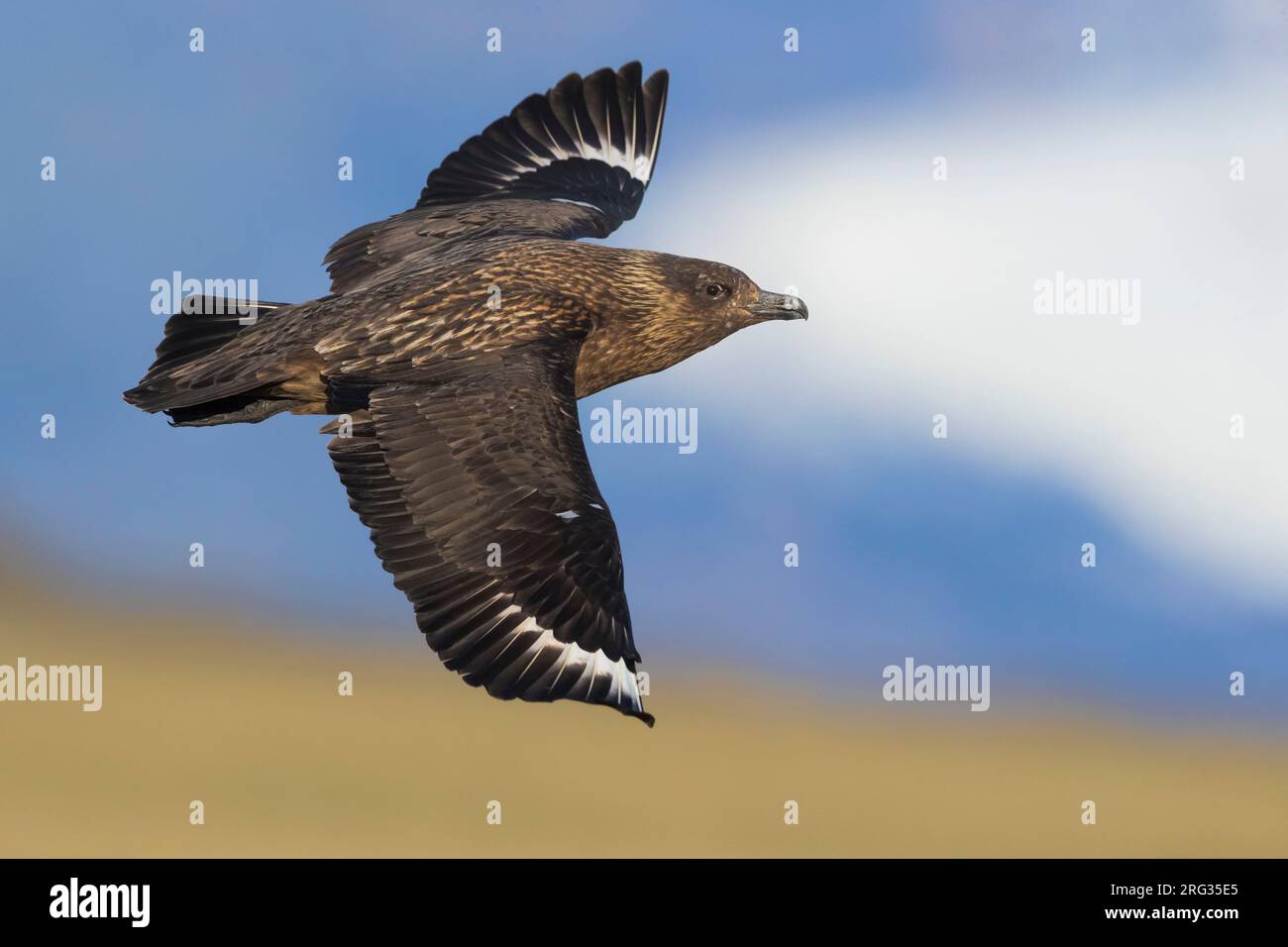 Great Skua (Catharacta skua) in breeding habitat on the arctic tundra ...