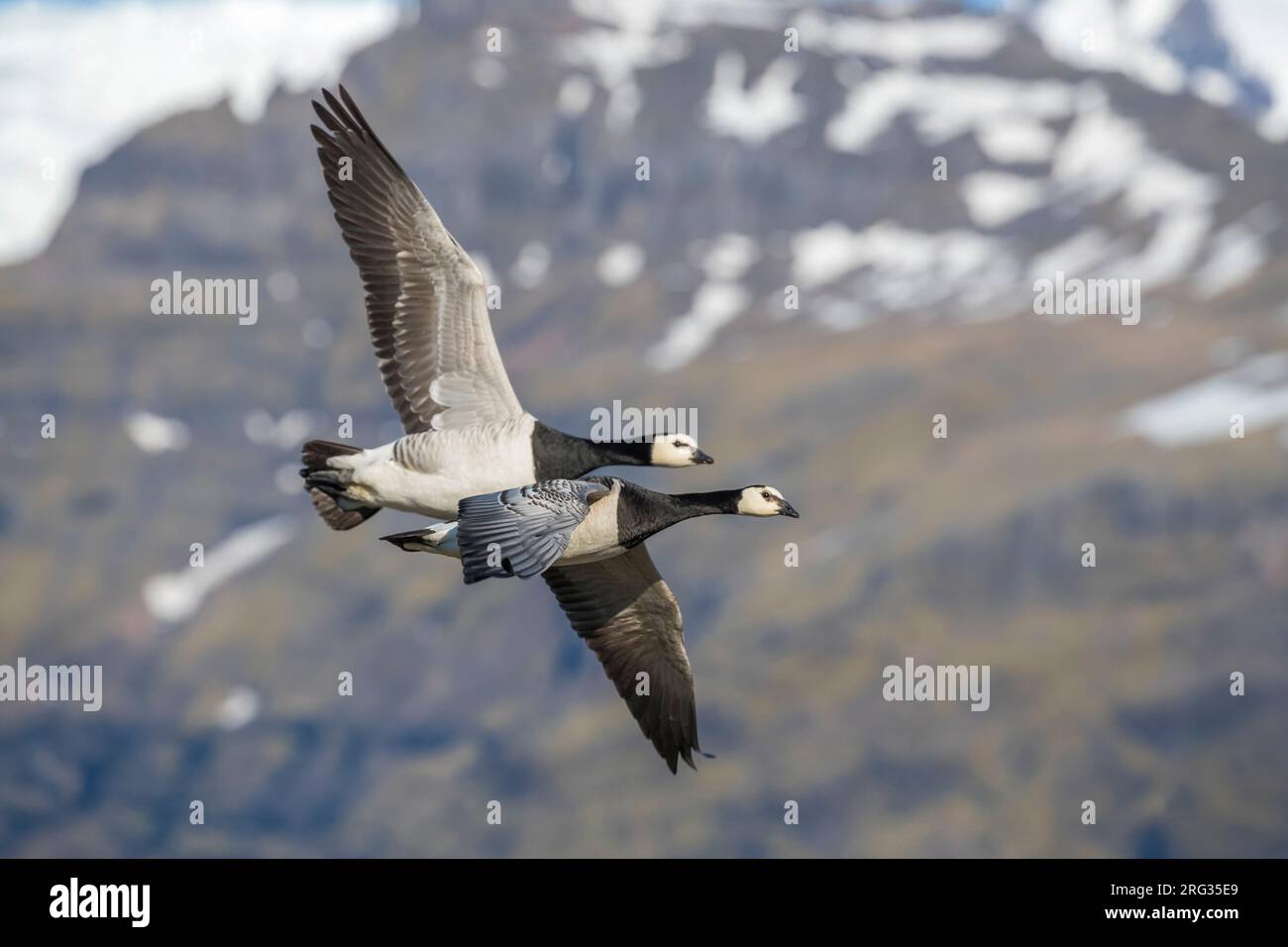 Duo backdrop hi-res stock photography and images - Alamy