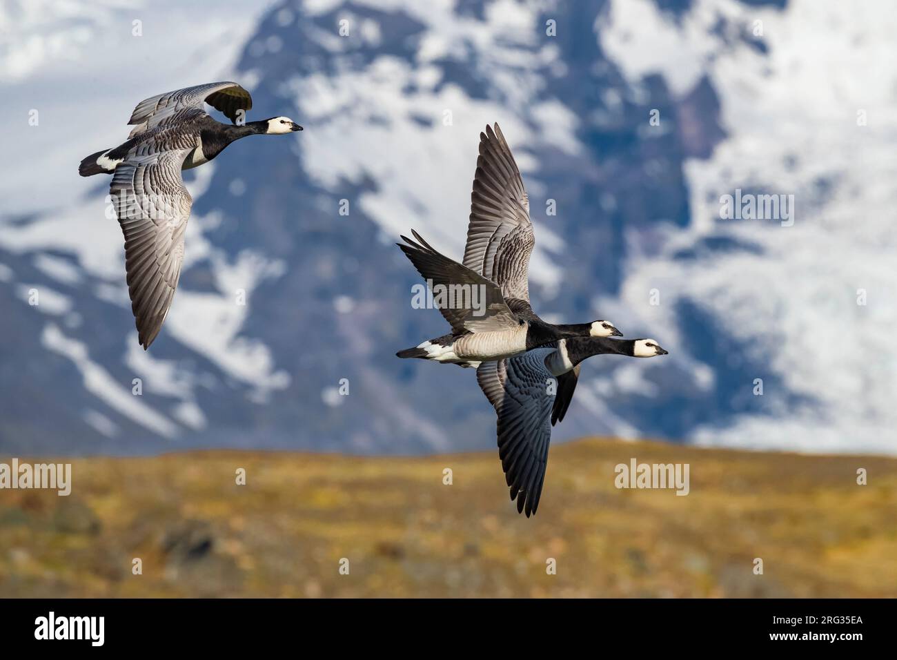 Three adult Barnacle Geese (Branta leucopsis) in flight over tundra ...