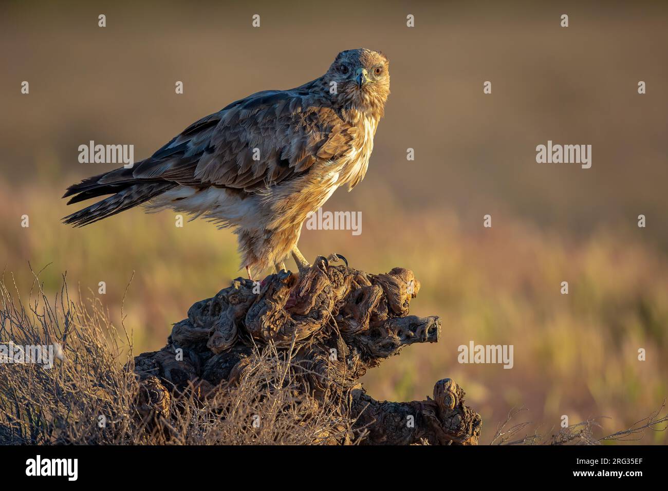 Perchin hi-res stock photography and images - Alamy