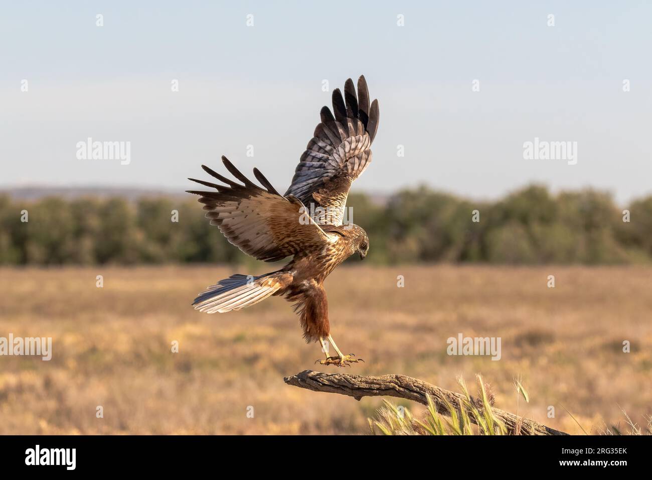 Male Marsh Harrier prepared for landing Stock Photo - Alamy