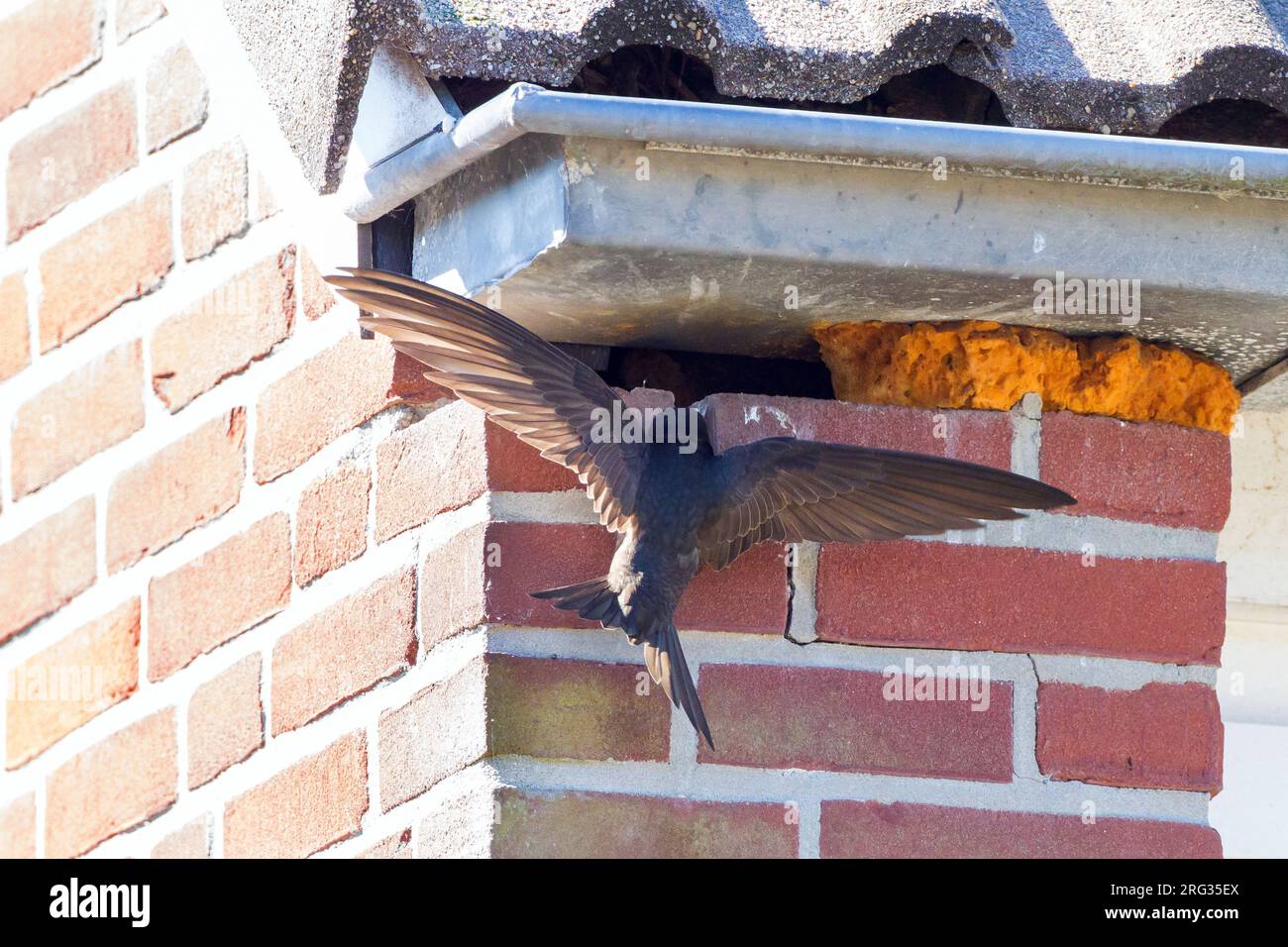 Common Swift, Apus apus. Flying into nest entrance in typical Dutch ...