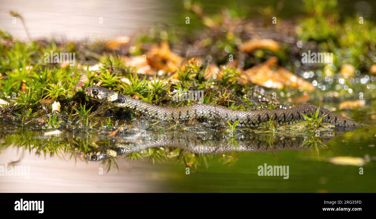 Moving grass snake natrix hi-res stock photography and images - Alamy