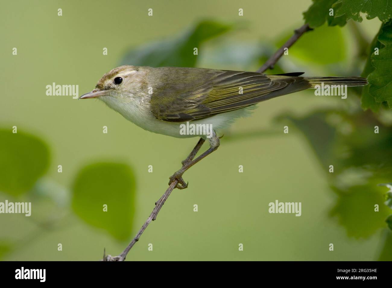 Bergfluiter, Western Bonelli's Warbler, Phylloscopus bonelli Stock ...