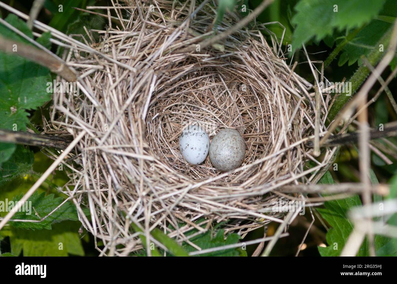 Marsh Warbler nest with egg of Common Cuckoo (Cuculus canorus) at ...