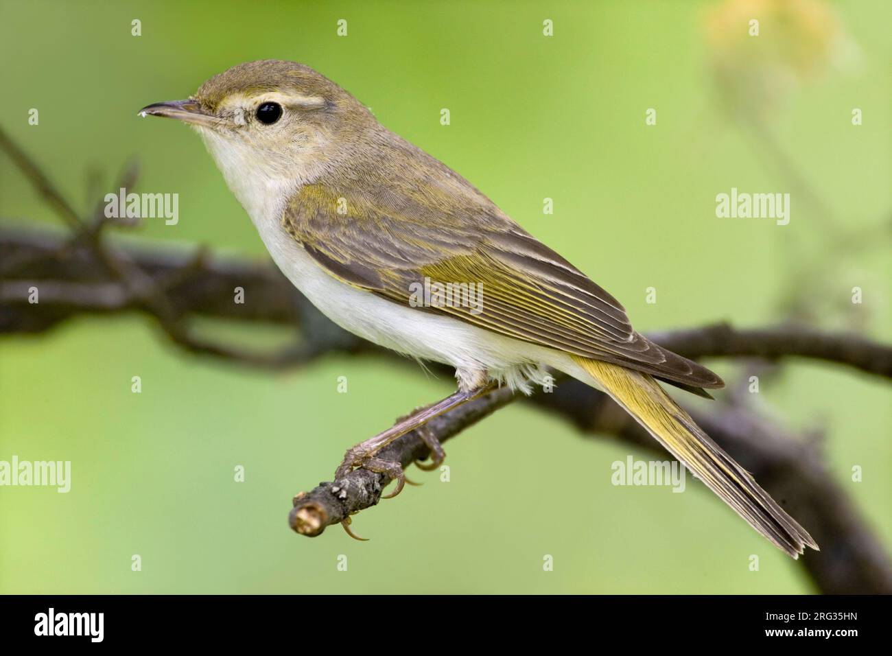 Bergfluiter, Western Bonelli's Warbler, Phylloscopus bonelli Stock ...