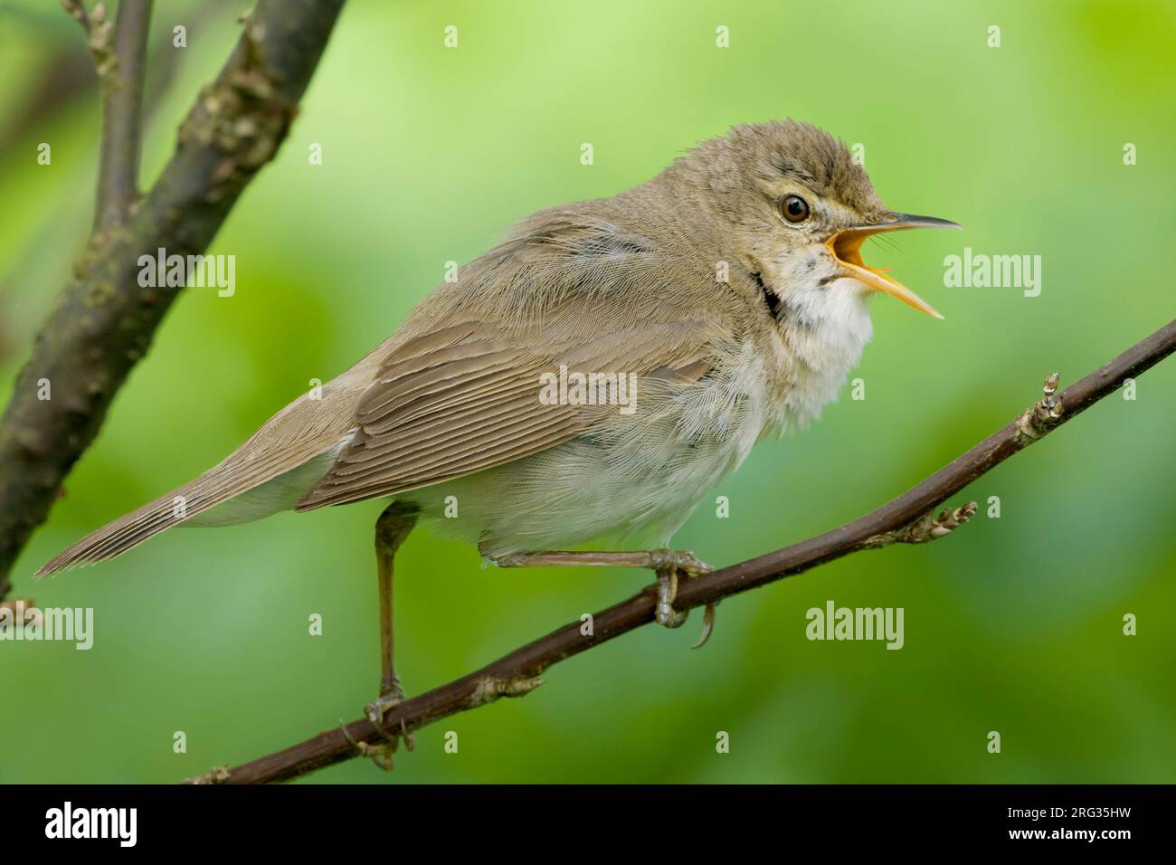 Cannaiola di Blyth; Blyth's Reed Warbler; Acrococephalus dumetor Stock ...