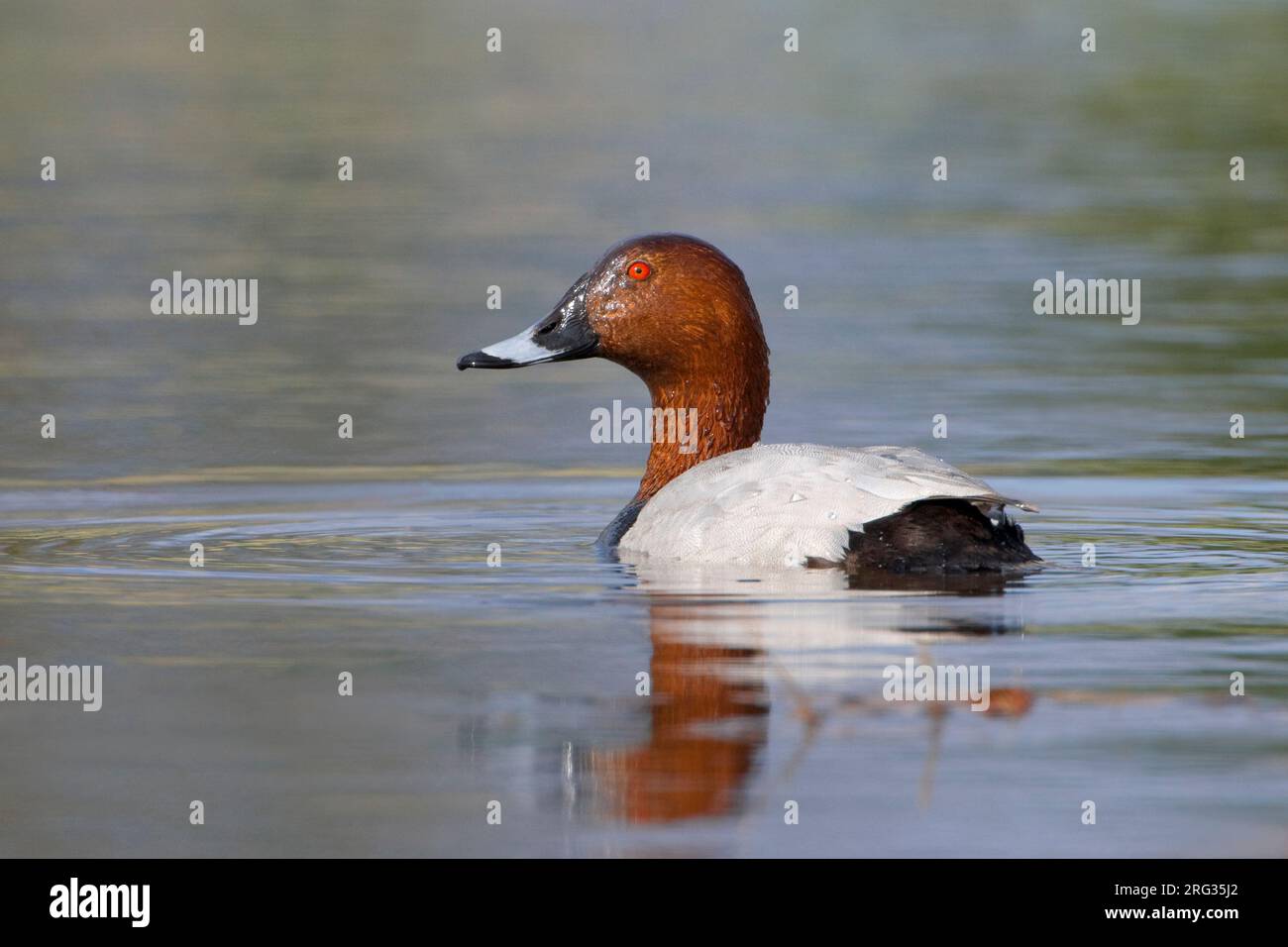 ZWemmend mannetje Tafeleend; male Common Pochard swimming Stock Photo ...