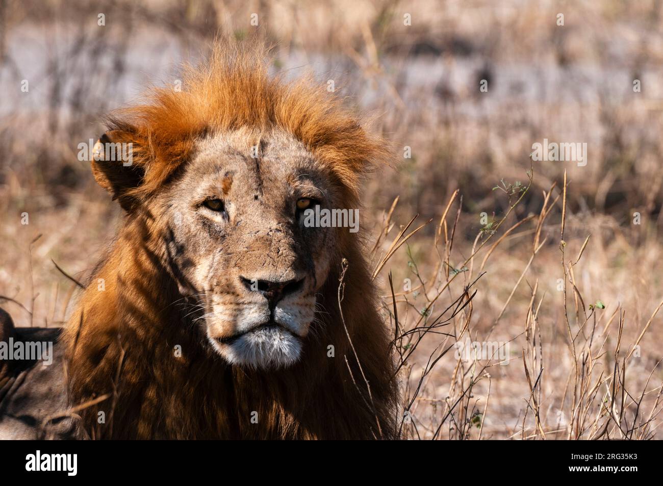 Portrait of a male lion, Panthera leo, alert but at rest. Chobe ...